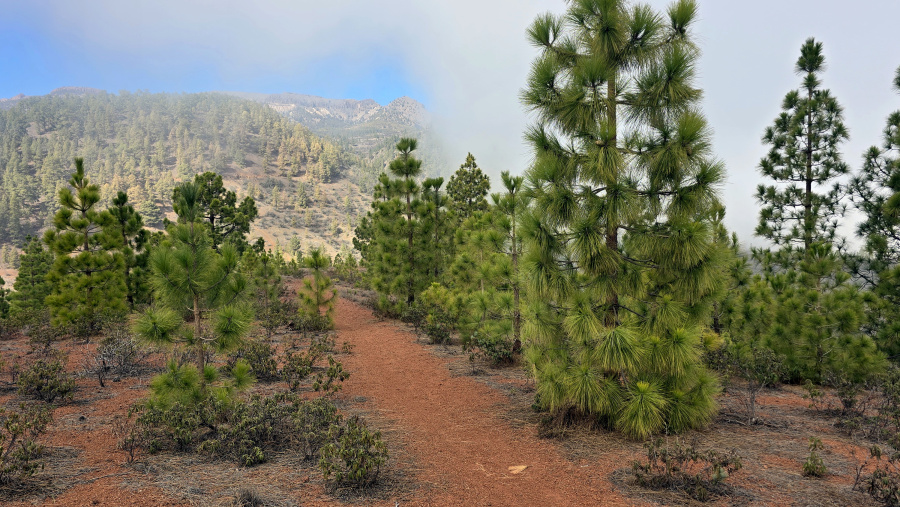 Der rote Berg (I) | Mein Teneriffa - Mi Tenerife