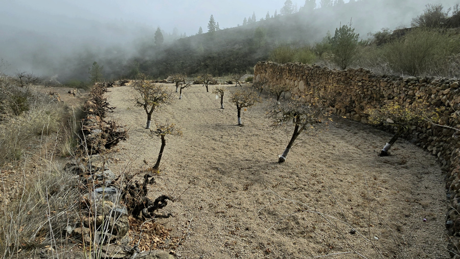 Der rote Berg (I) | Mein Teneriffa - Mi Tenerife